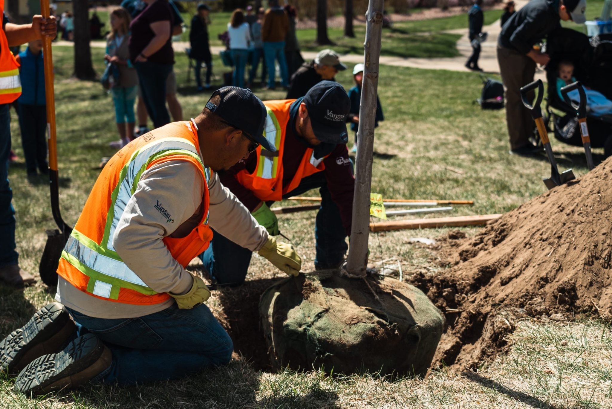 Planting Trees Correctly - Vargas Property Services