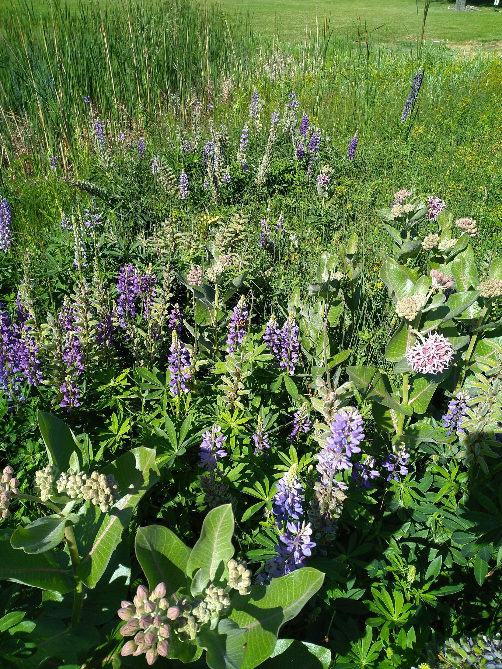 Native Plant Identification in Weed Control - Vargas Property Services